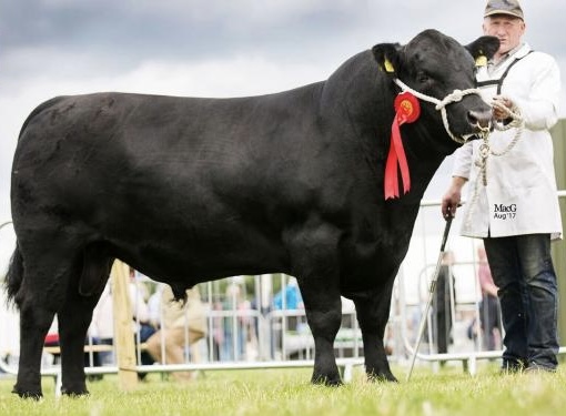 Liss herd sires – Liss Aberdeen Angus | Proven Genetics