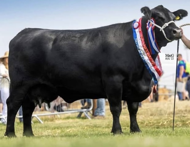 Liss reference females – Liss Aberdeen Angus | Proven Genetics
