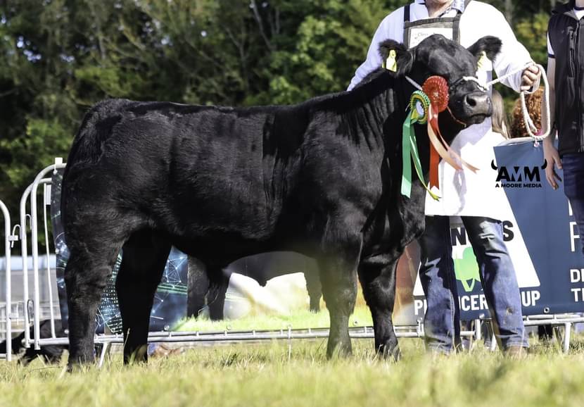 Liss dominates Tullamore show – Liss Aberdeen Angus | Proven Genetics